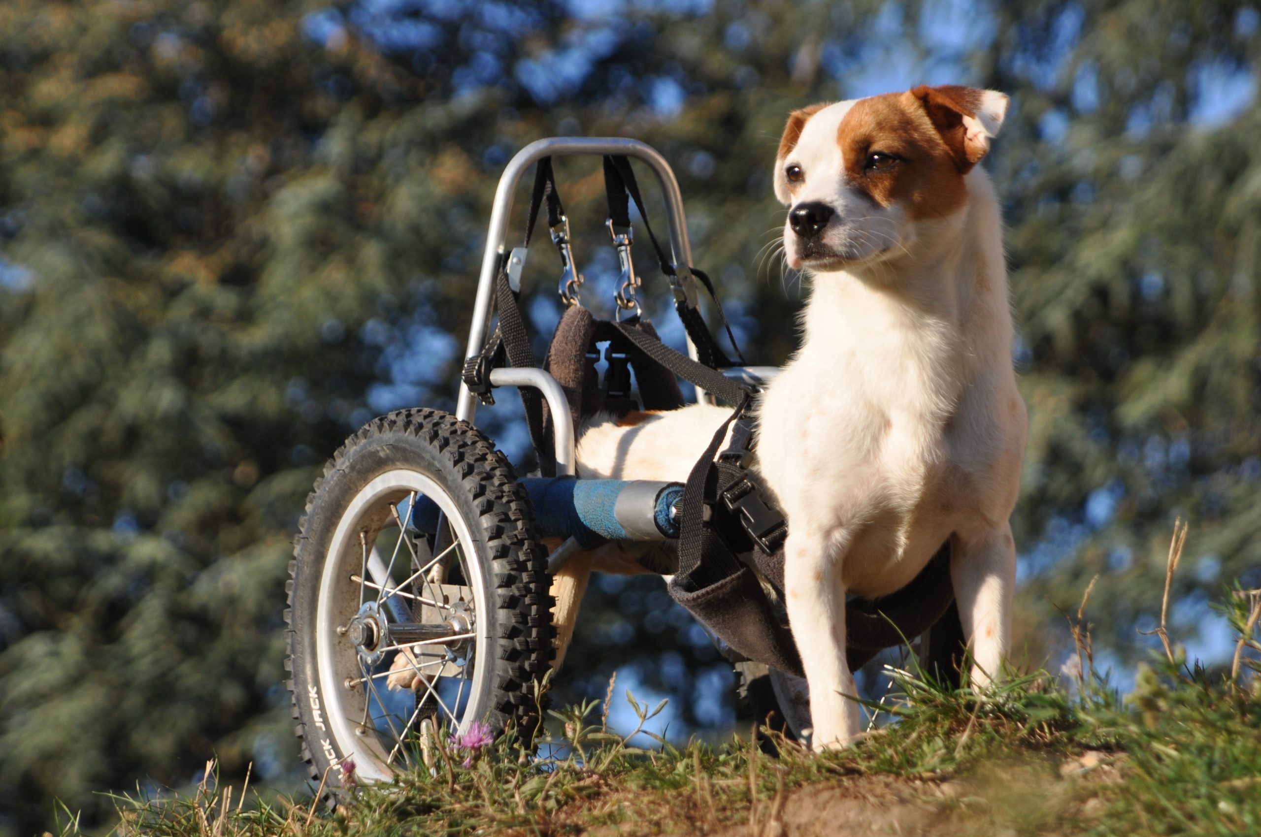 Handicap-Tiere – Gnadenhof Papillon